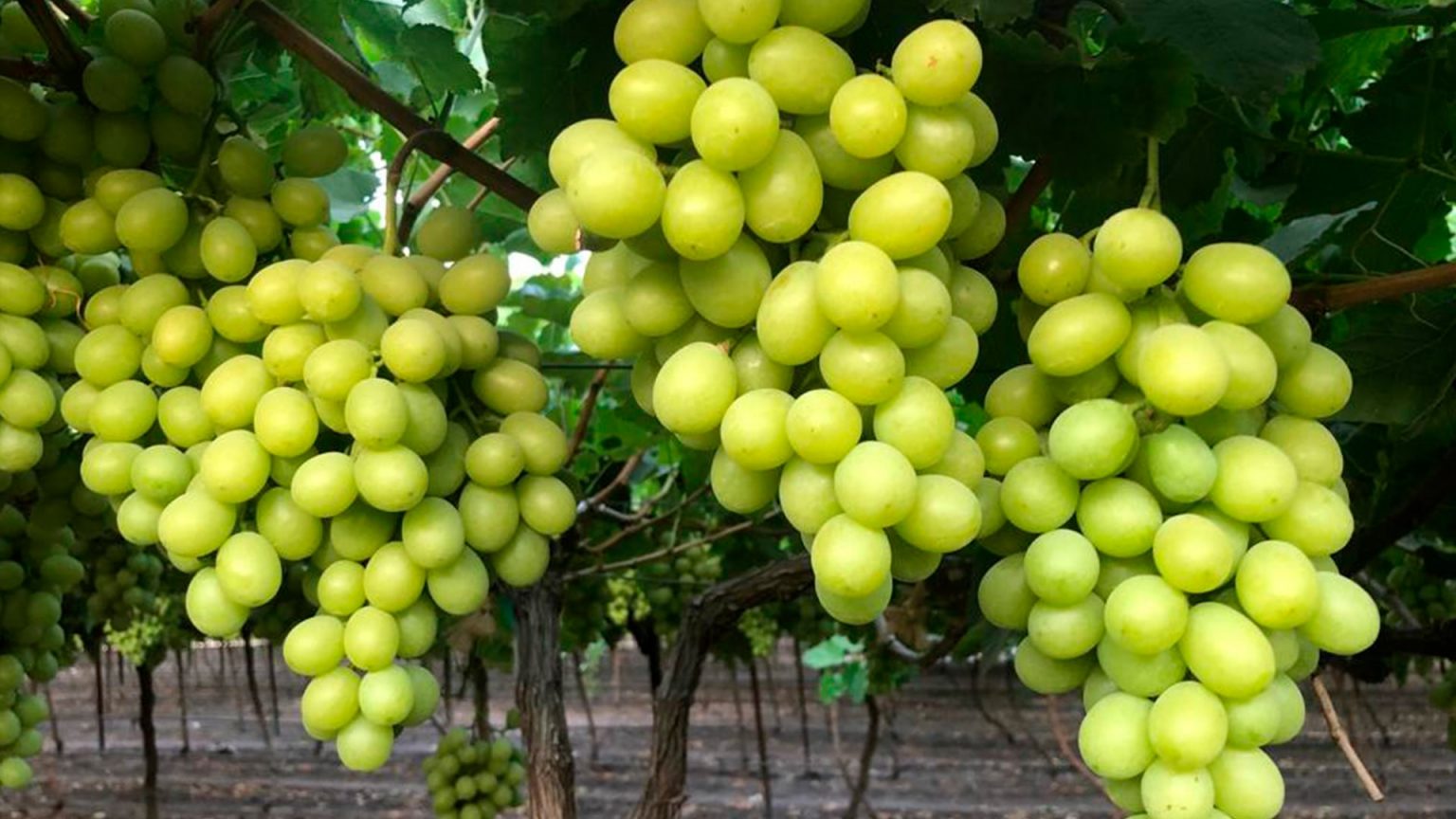 Ivory – Fresh Farms